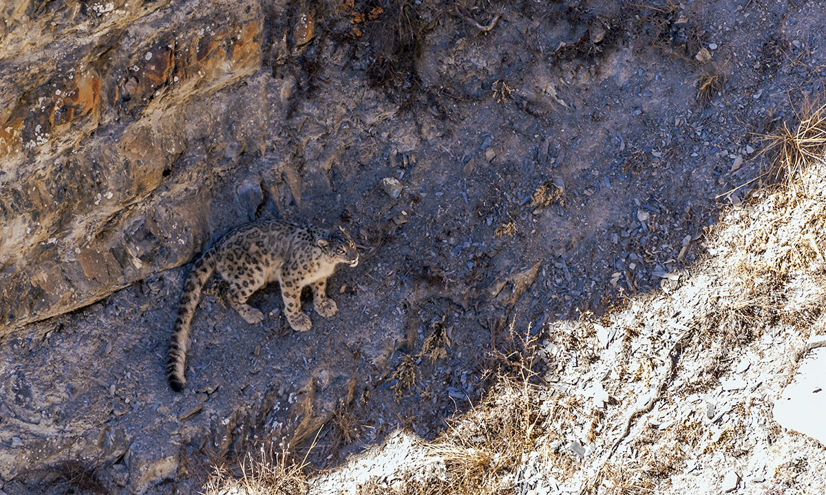 Tashi R. Ghale, The guardian of the Snow Leopards in Nepal Himalayas ...
