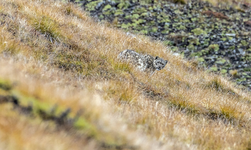 Tashi R. Ghale, The guardian of the Snow Leopards in Nepal Himalayas ...