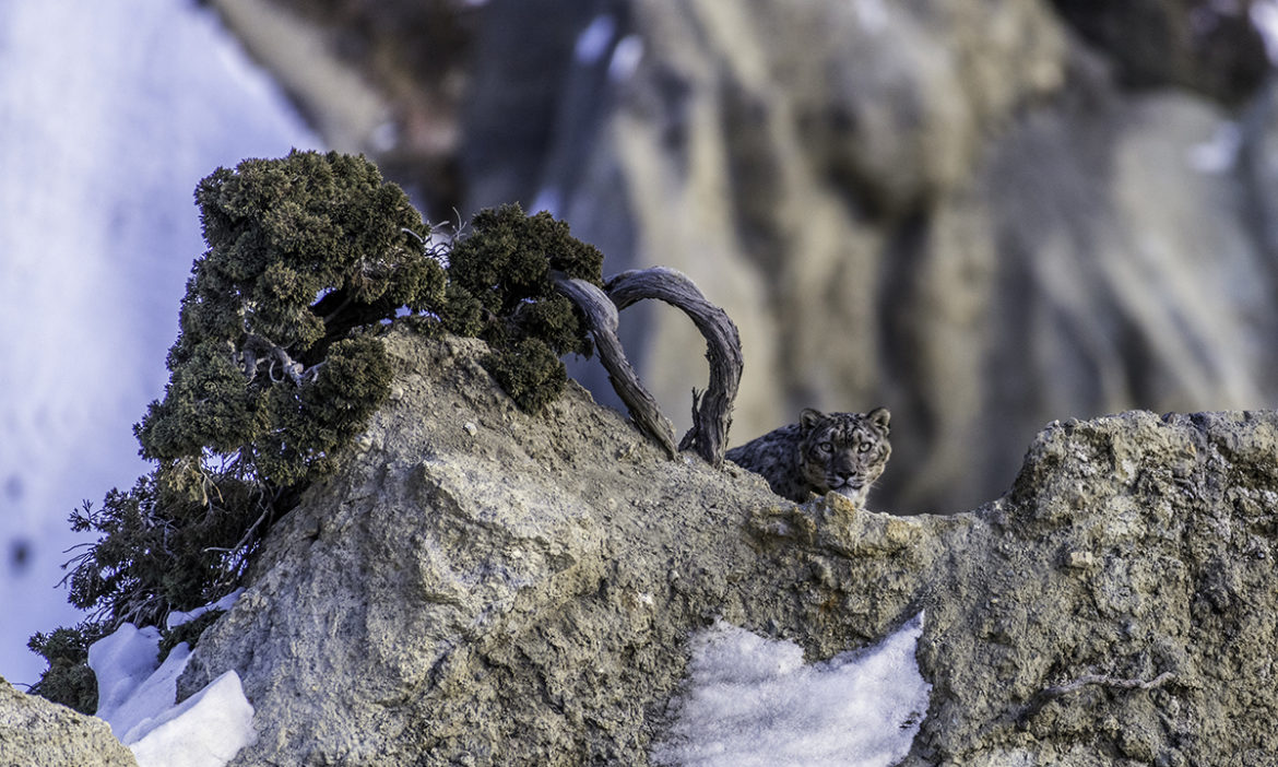 Tashi R. Ghale, The guardian of the Snow Leopards in Nepal Himalayas ...