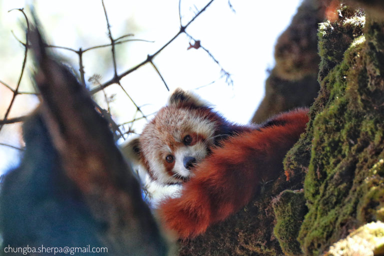 Red panda numbers are rising in Nepal - Nepal 8th Wonder