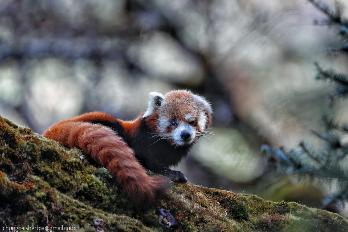 Red panda numbers are rising in Nepal - Nepal 8th Wonder