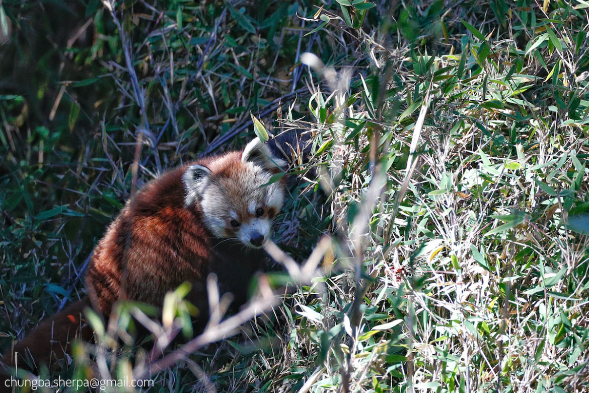 Red panda numbers are rising in Nepal - Nepal 8th Wonder