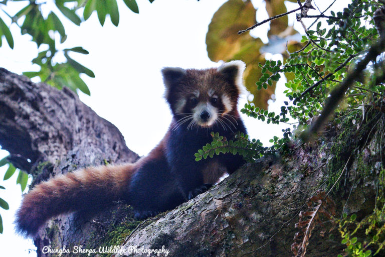 Red panda numbers are rising in Nepal - Nepal 8th Wonder