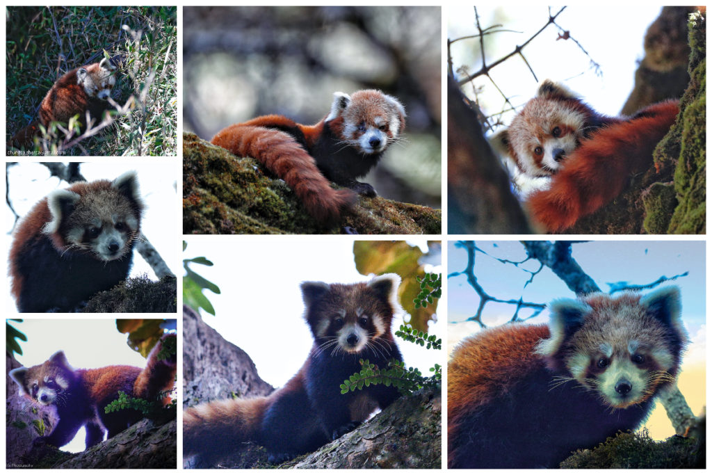 Red panda numbers are rising in Nepal - Nepal 8th Wonder